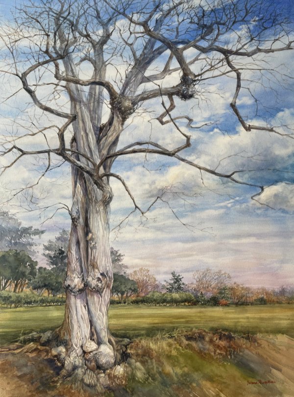 “Twisted” Watercolor of Black Locust | Yvonne Pecor Mucci